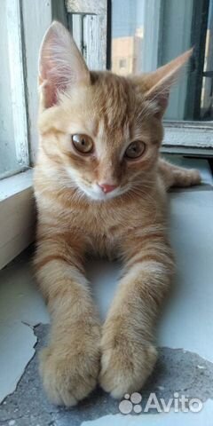 Котенок Мандарин