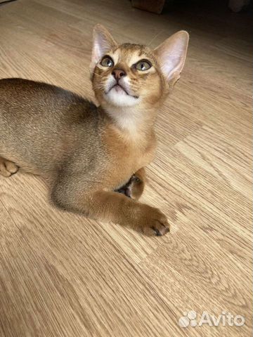 Абиссинские котята