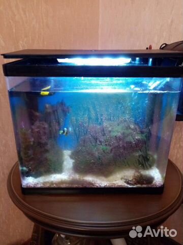 Аквариум с морскими рыбками