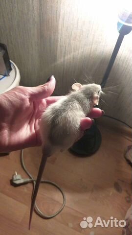 Крыса дамбо