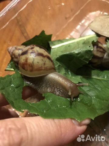 Улитки ахатины