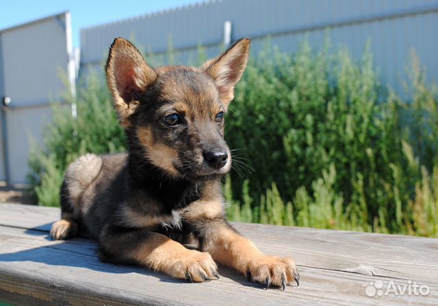 Славный малыш