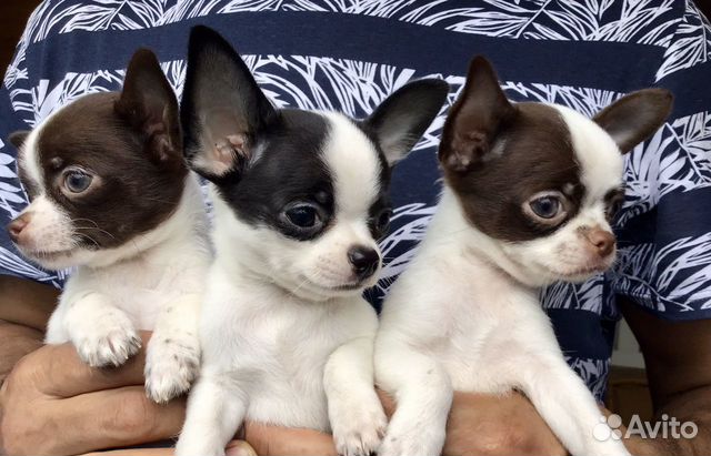 Мини и micro чихуахуа РКФ