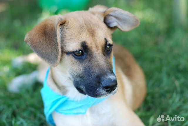 Щенок Злата