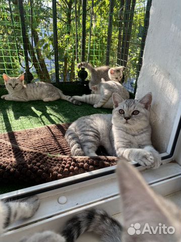 Британские котятки окрас вискас