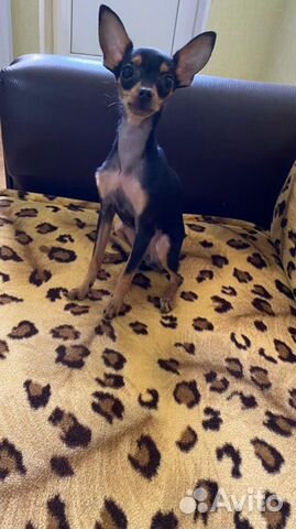 Мини той-терьер