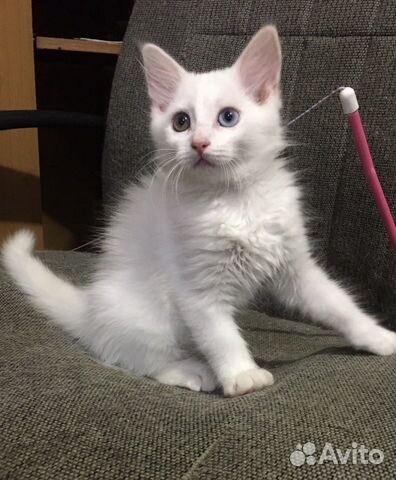 Котёнок Маиса ищет добрую семью