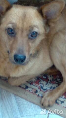 Элис ищет дом и маму/папу