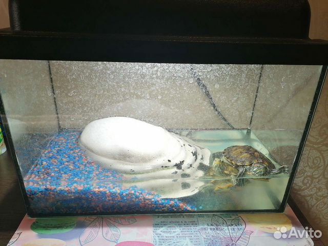 Красноухая черепаха с аквариумом