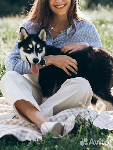 Сибирский хаски