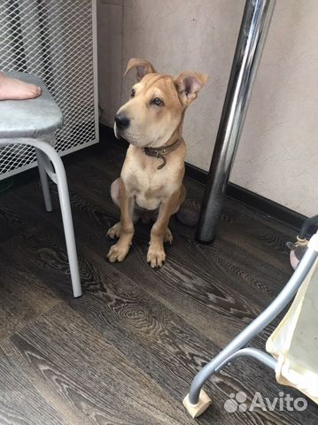 Шарпей+немецкая овчарка