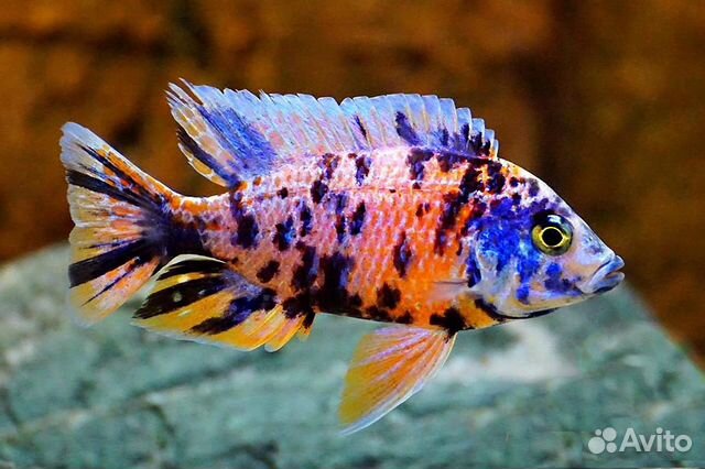 Лабидохромис еллоу