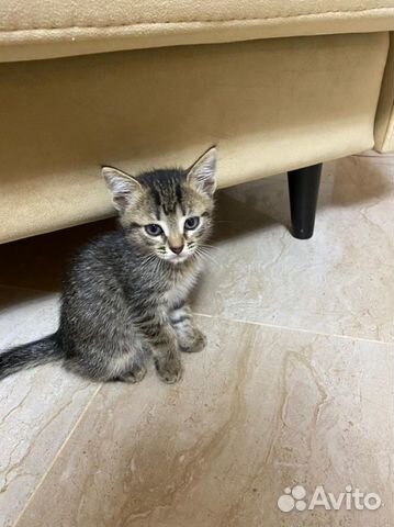 Отдам очень забавных котят в очень хорошие руки