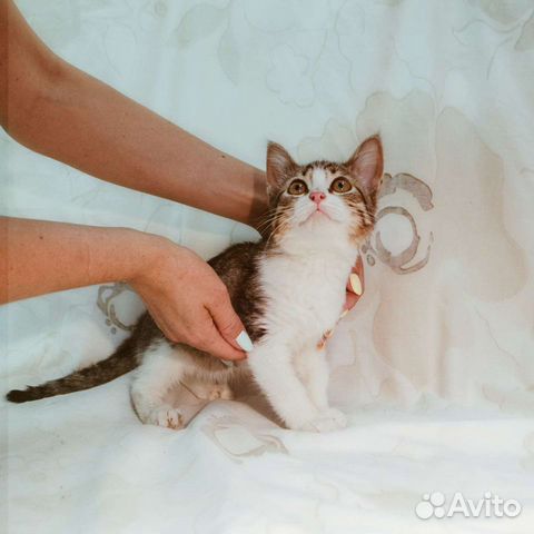 Котенок девочка в дар полосатый