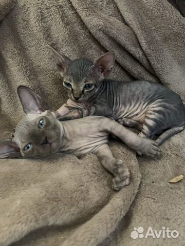 Канадский сфинкс котенок