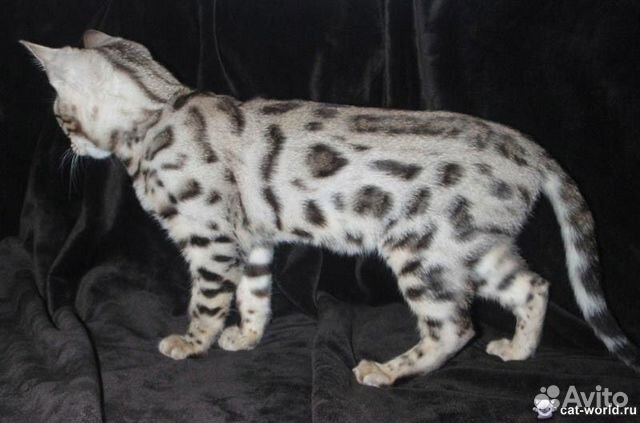 Шкодные и веселые рысятки