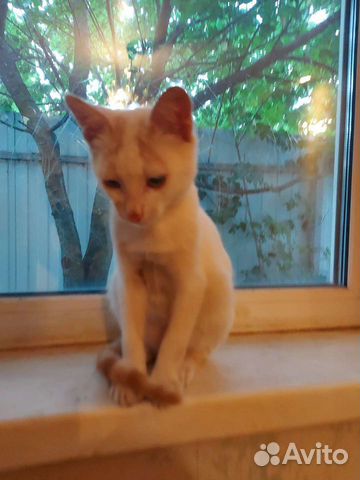 Котенок рыжий с белым мальчик 2,5 мес