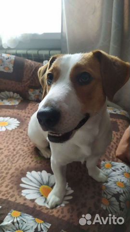 Джек Рассел терьер