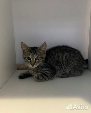 Котенок девочка 2,5 месяца