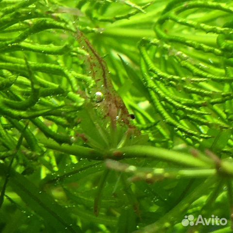 Аквариумные креветки вишни