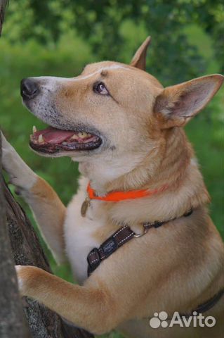 Москва и Московская область Рик в поиске дома