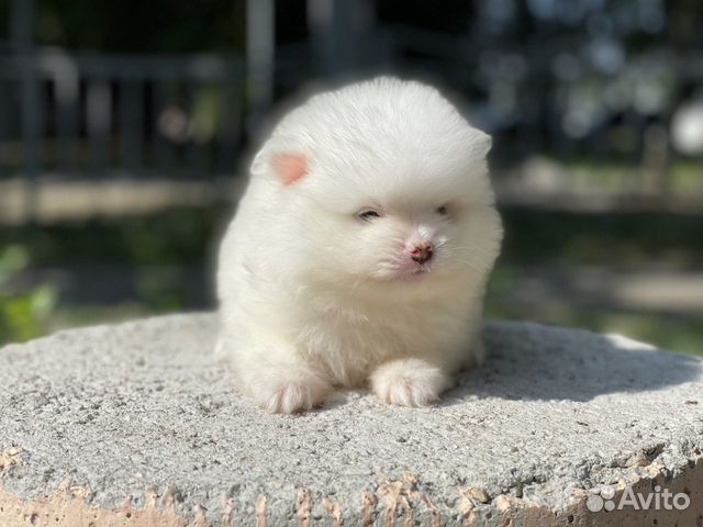 Белый щенок шпица