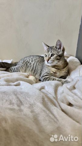 Котенок мальчик Барс