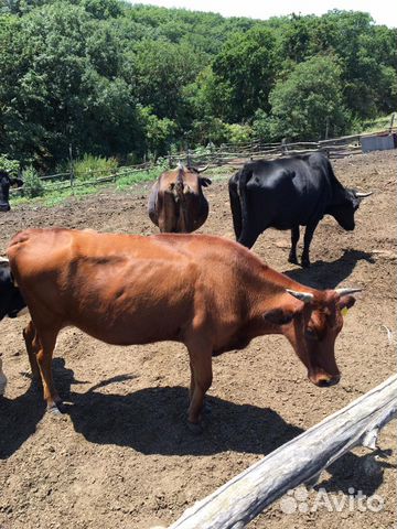 Коровы и телки стельные телочки