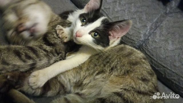 Котёнок - девчонка крысоловка