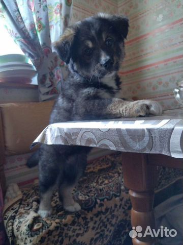 Собака в добрые руки щенок