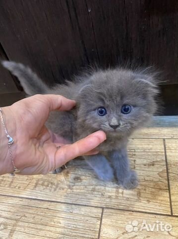 Вислоухие котята