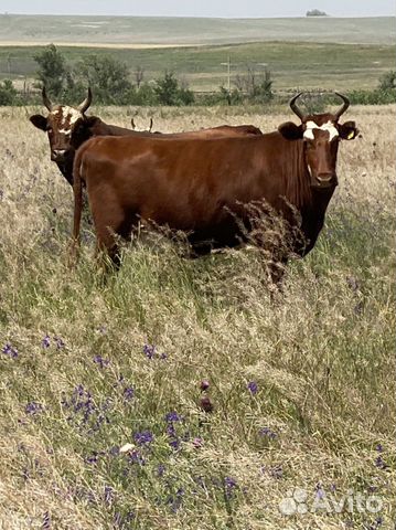 Корова на мясо