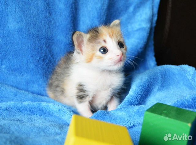 Котёнок Пятнашка