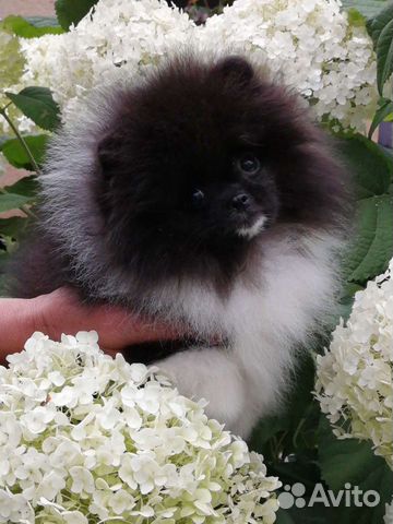 Померанский шпиц мини щенок