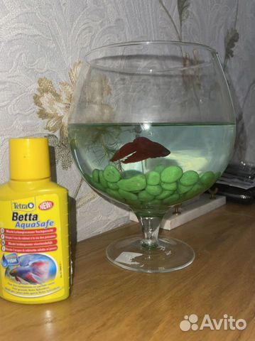 Аквариум с рыбкай