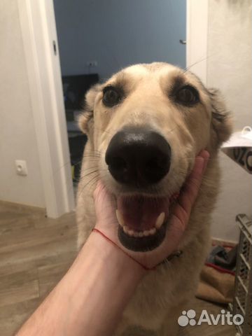 Найдена собака