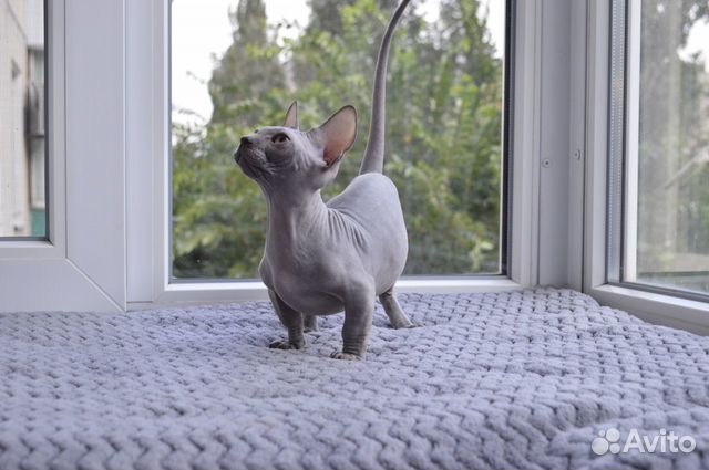 Голубой мальчик "бамбино"