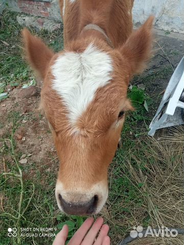 Продам телят
