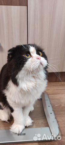 Кот на вязку