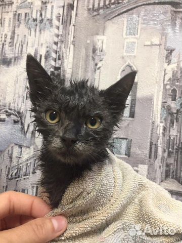 Кошка