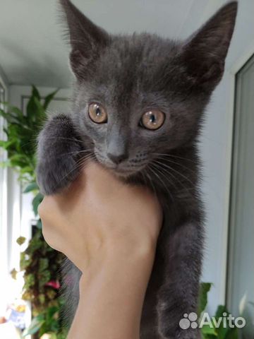 Котенок в добрые руки