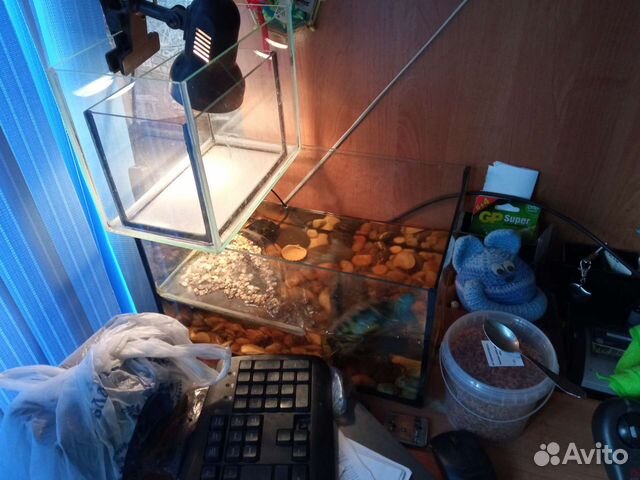 Красноухая черепаха с аквариумом