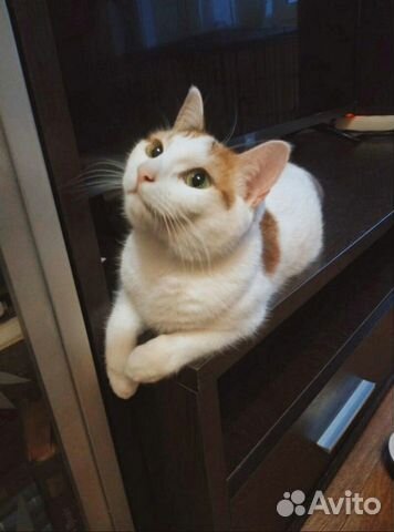 Кошечка Милашка