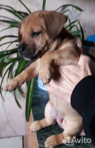 В самые добрые руки