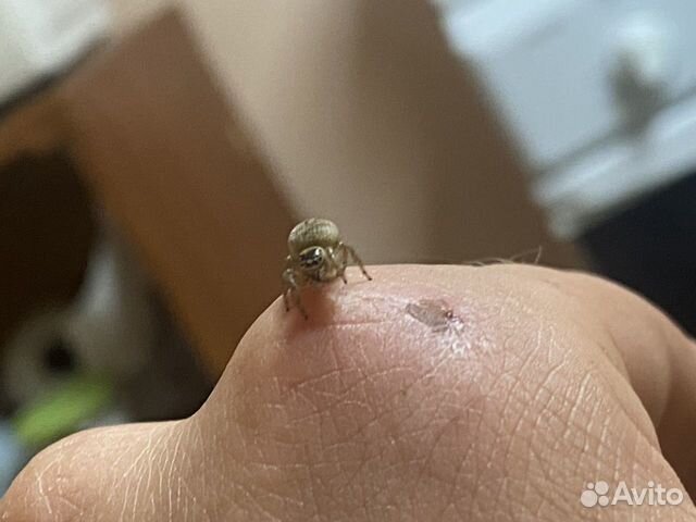 Паучки скакуны