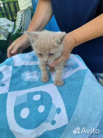 Отдам в добрые руки