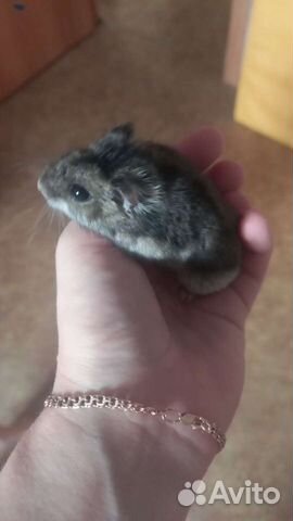 Джунгарский хомяк бесплатно