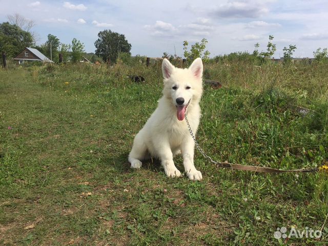 Классные щенки бшо