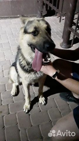 Немецкая овчарка в добрые руки