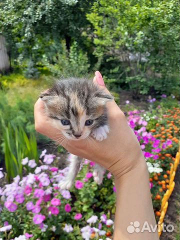 Котята в добрые руки бесплатно